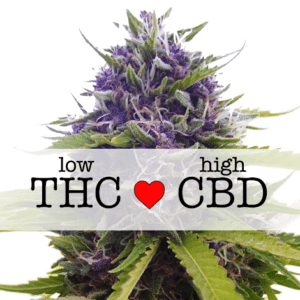 Buy Blueberry CBD Cannabis Seeds in Australia (Free Shipping)