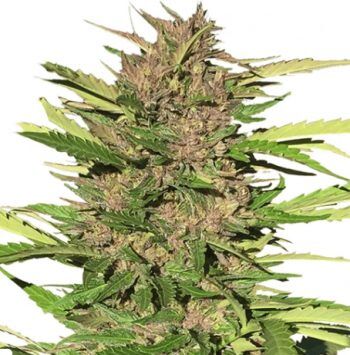 Discover Cannabis & Marijuana Strains | Marijuana Seeds Australia