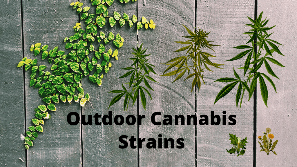 Buy Outdoor Cannabis Strains | MarijuanaSeeds.Net.Au